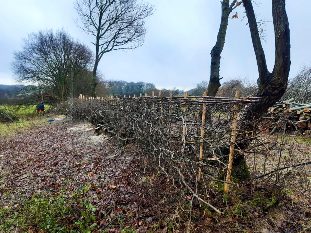 Hedgerows - Management & Conservation - Upper Beult Farmer Cluster